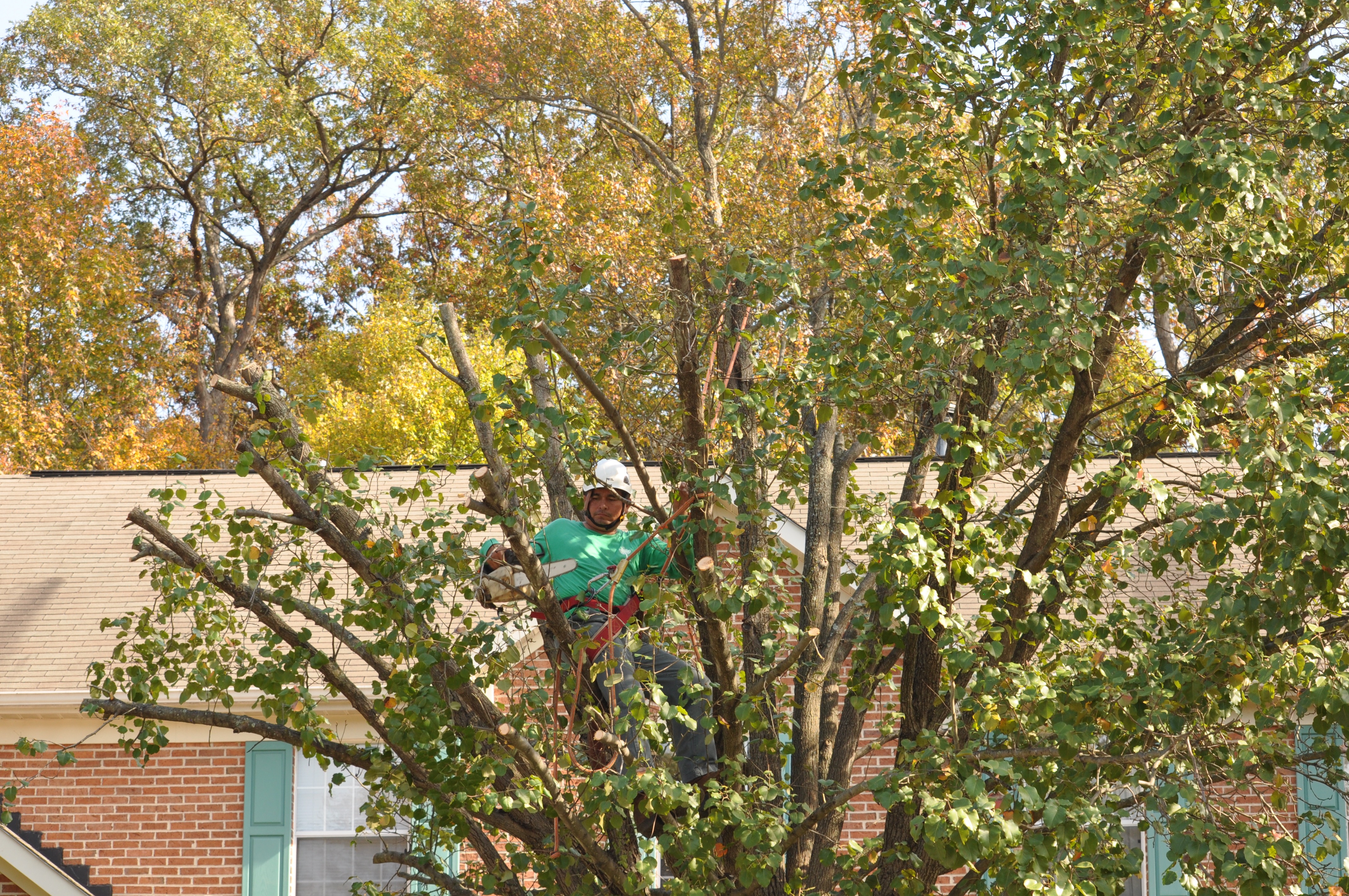 Tree Trimming Dos and Dont's - Ed's Tree Service