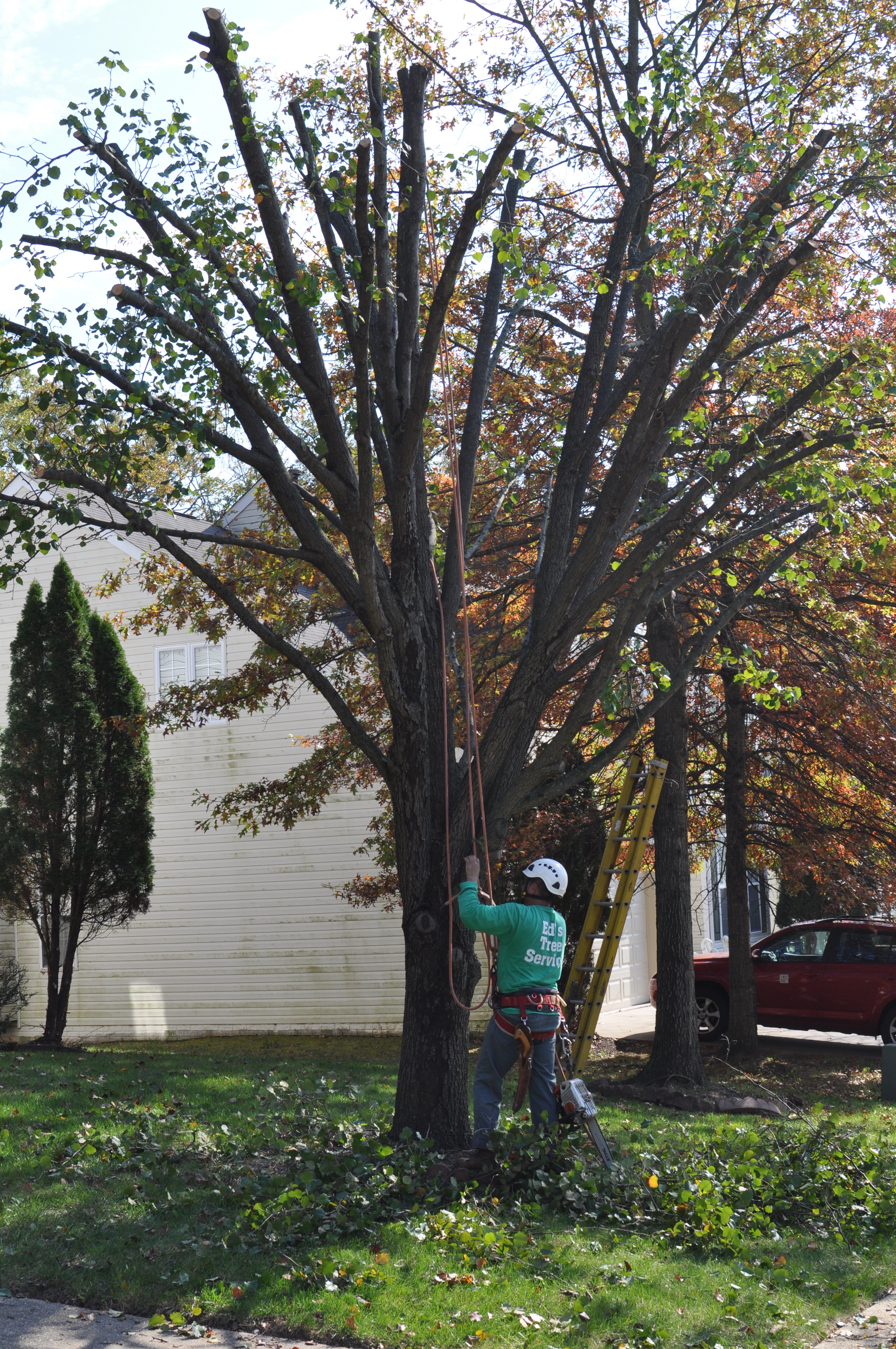 Professional Tree Removal Specials and Offers | Ed's Tree Services