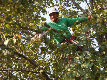 Ed's Tree Service: Licensed Tree Service Experts in Maryland & DC