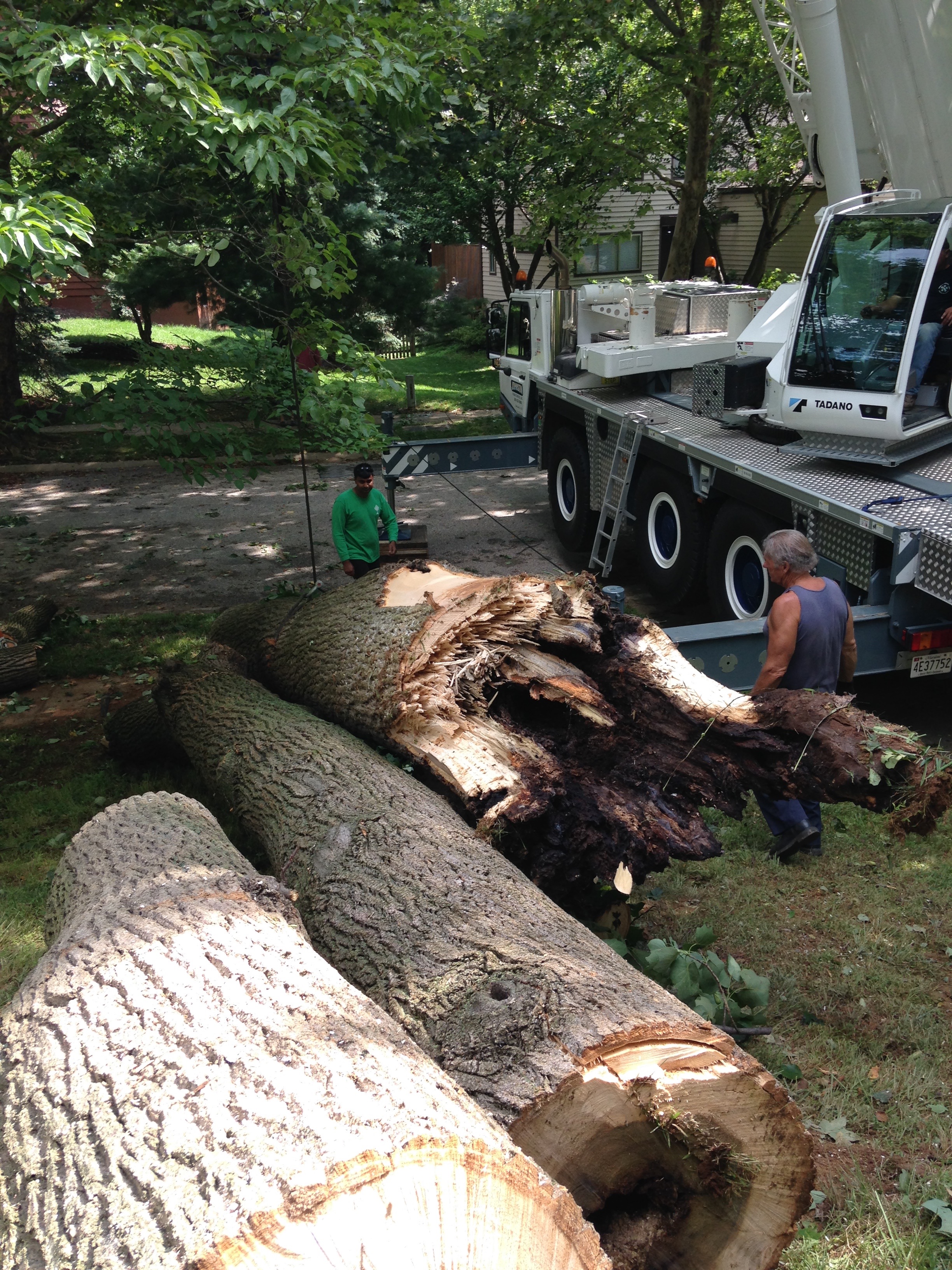 Ed's Tree Service: Licensed Tree Service Experts in Maryland & DC