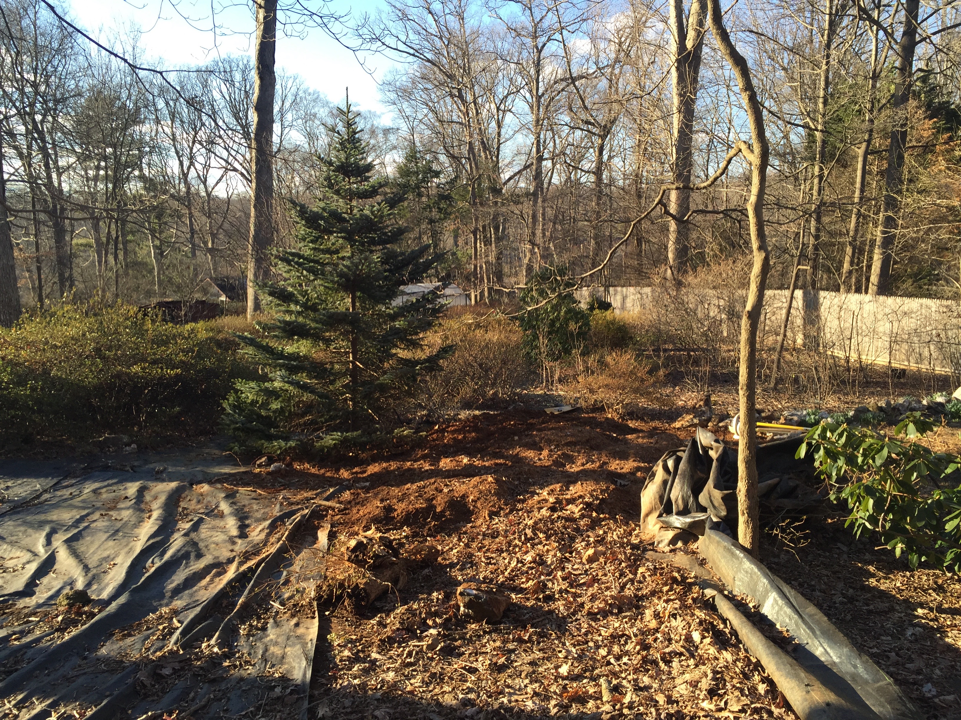 Signs You're In Need Of Bethesda Tree Removal - Ed's Tree Service