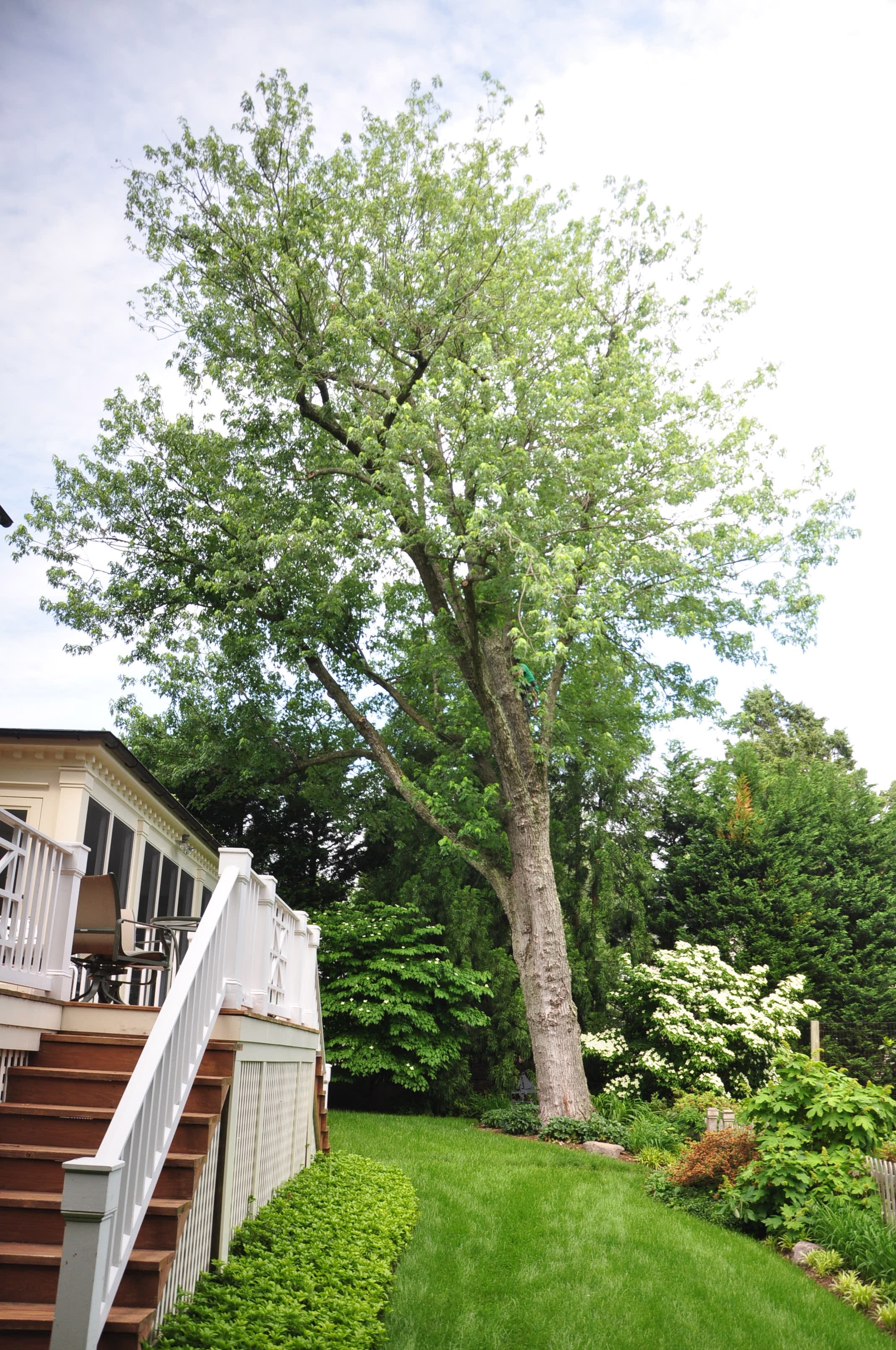Summer Tree Care for Your Bethesda Trees - Ed's Tree Service