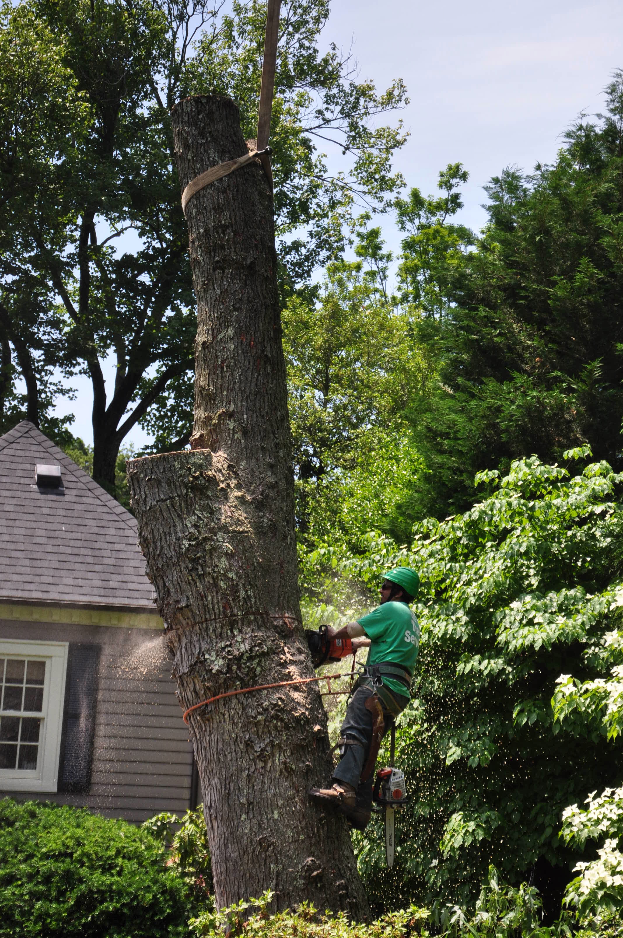 Summer Tree Care for Your Bethesda Trees - Ed's Tree Service