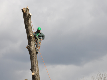 Our Licensed DC & MD Tree Care Experts | Ed's Tree Service