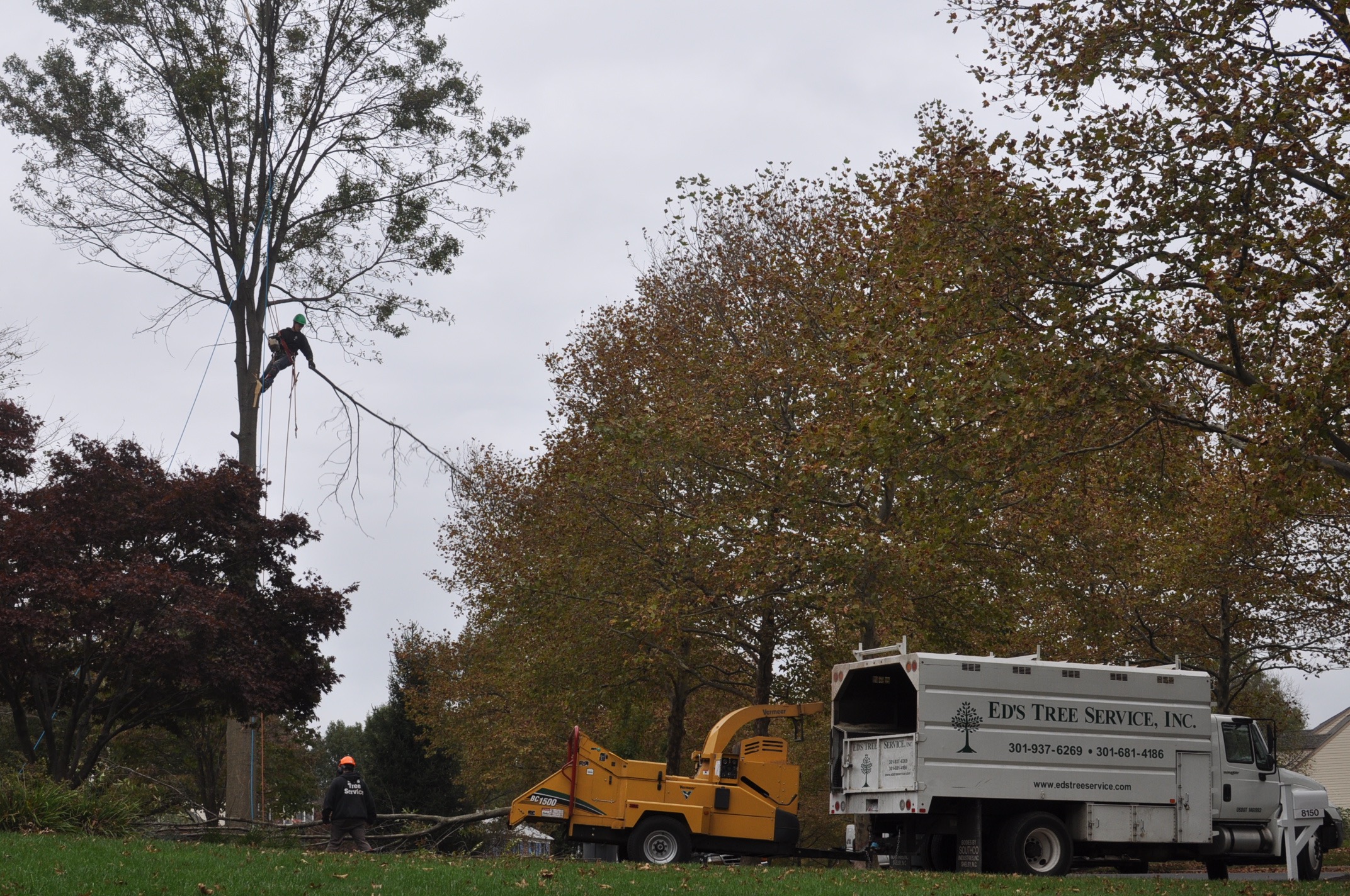 Expert DC & MD Tree Removal Cost Estimates | Ed's Tree Service