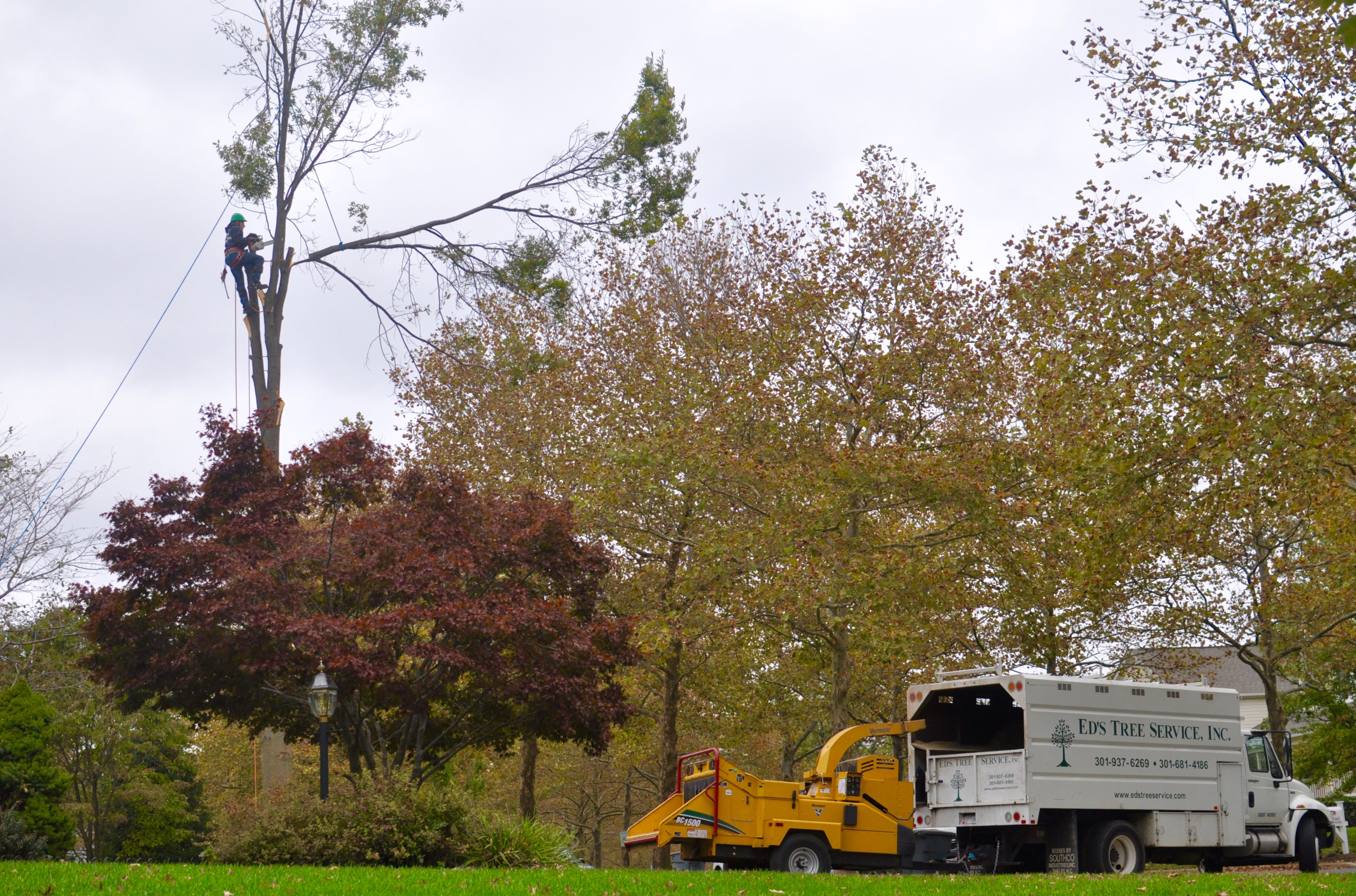 Professional Tree Removal Specials and Offers | Ed's Tree Services