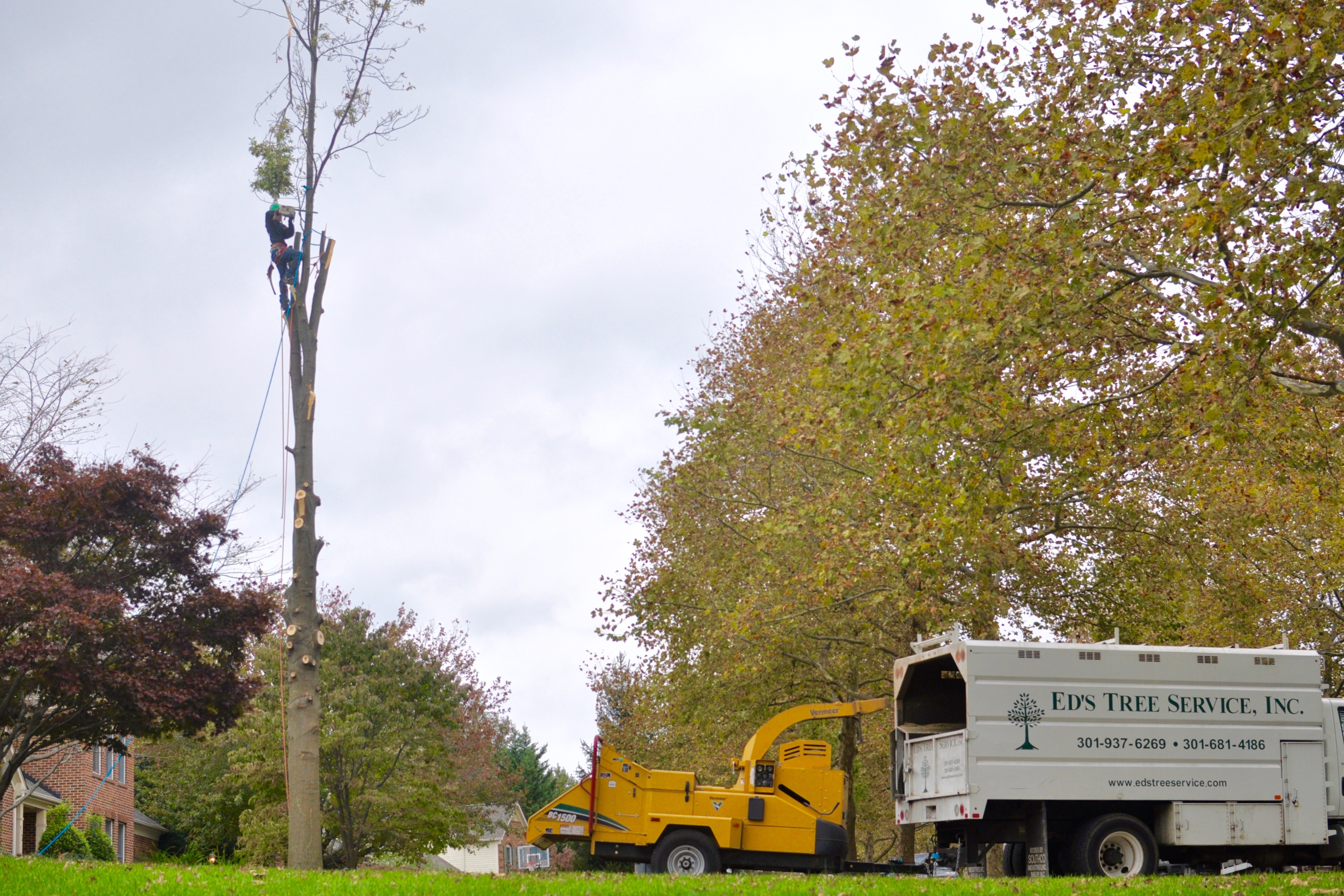 Gaithersburg Tree Removal Company - Ed's Tree Service