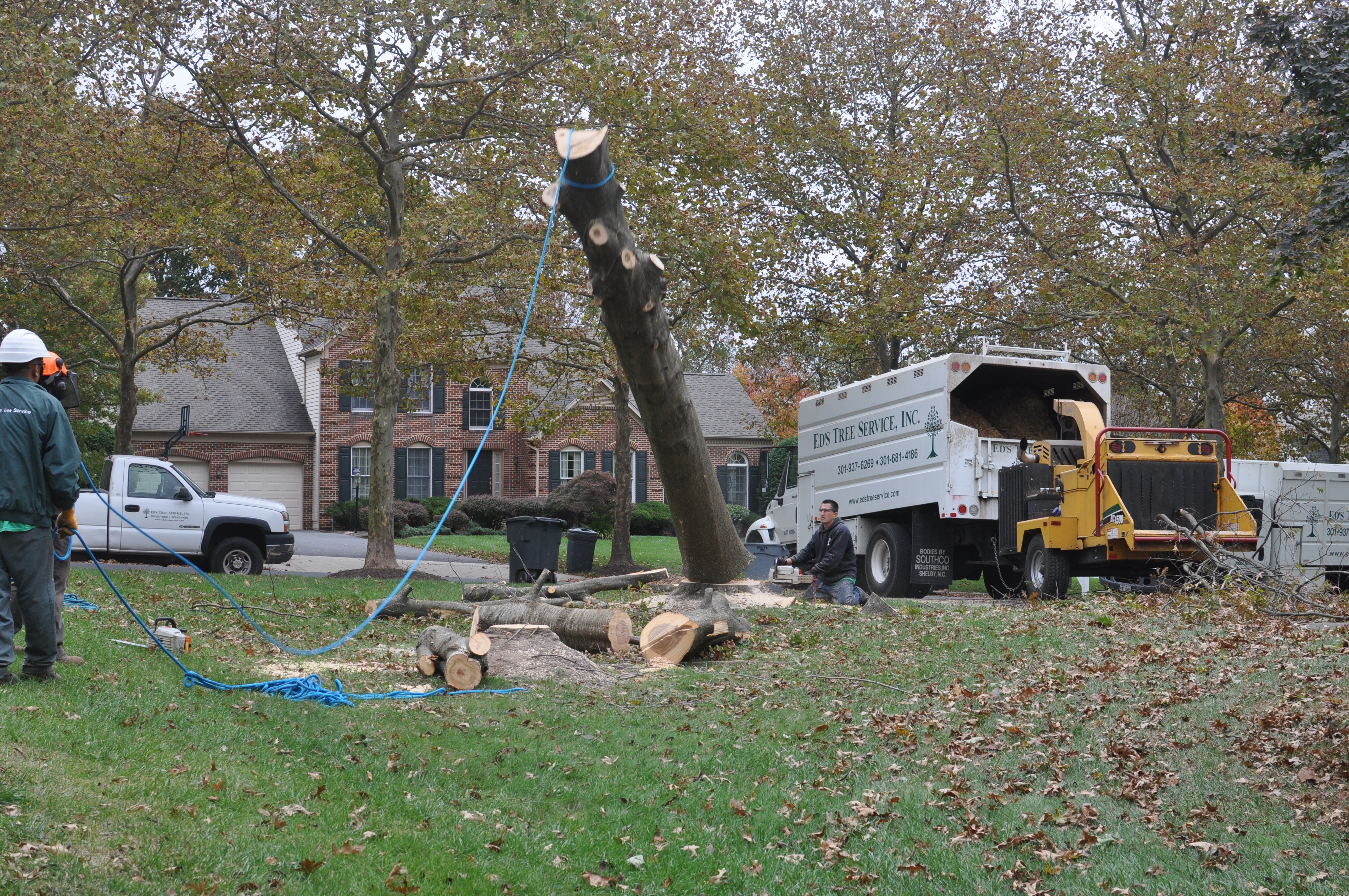 Contact Licensed and Insured Tree Removal Experts | Ed's Tree Services