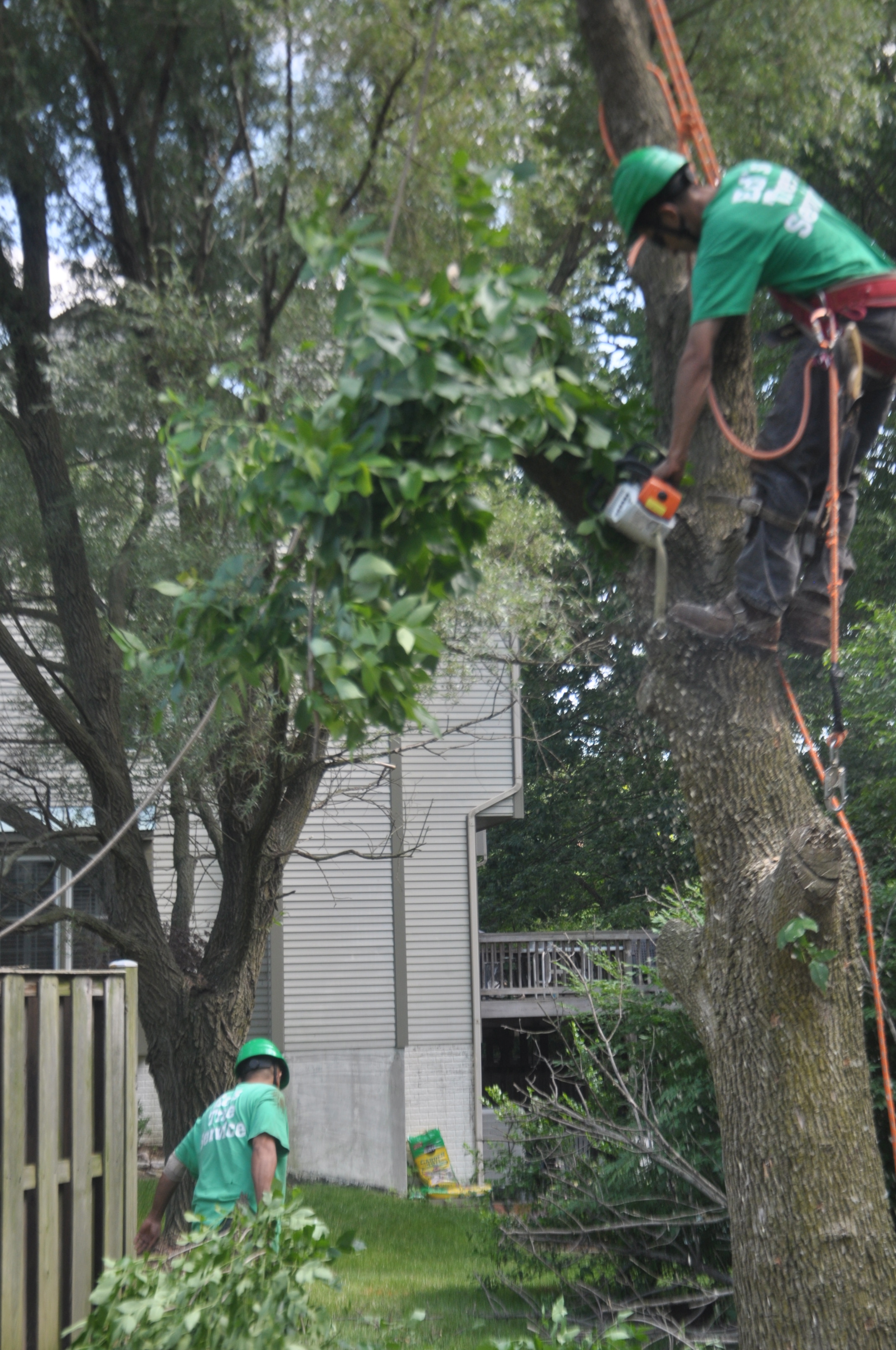 Licensed Tree Removal Services in Maryland and DC | Ed's Tree Service