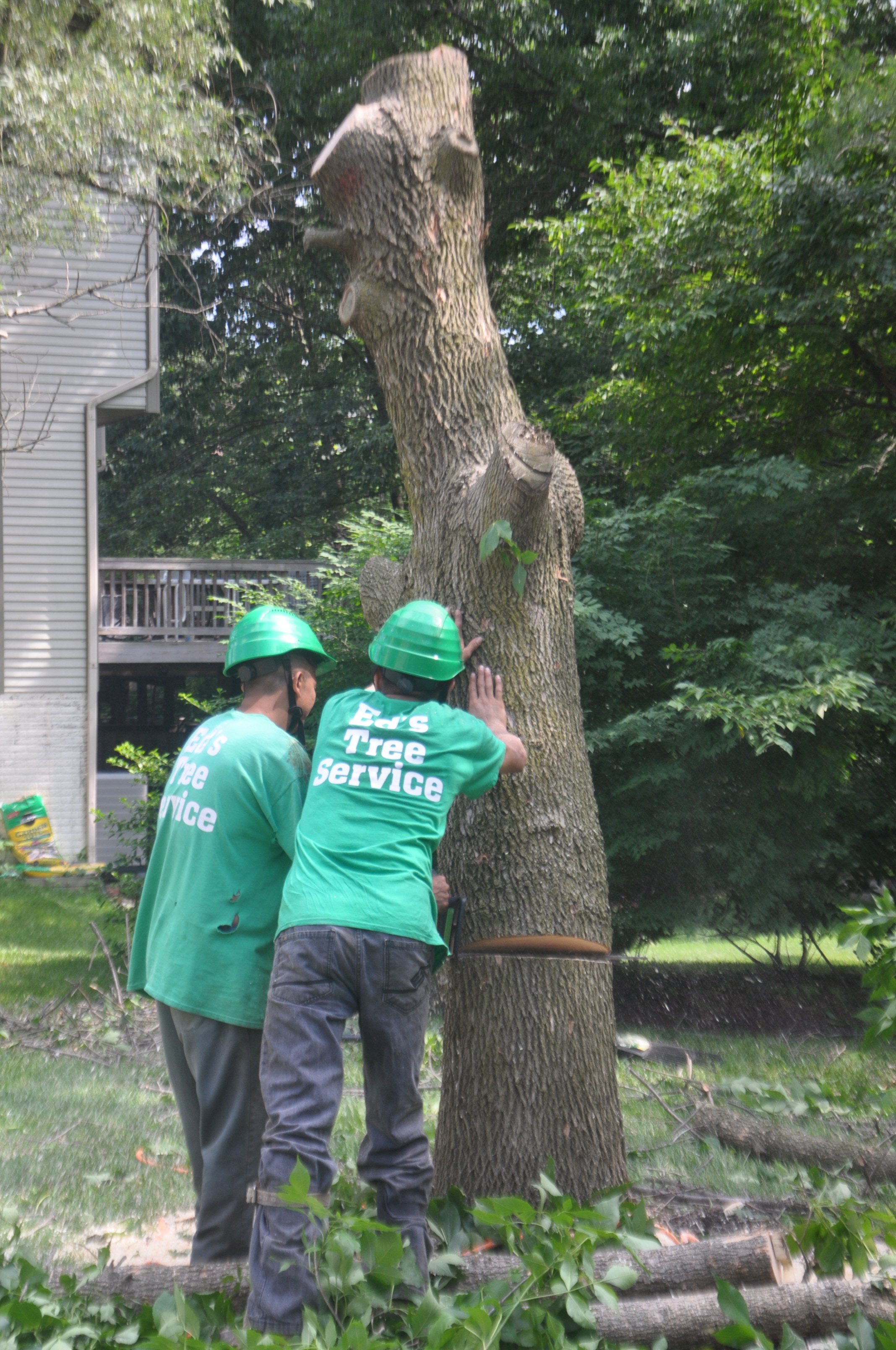 Licensed Tree Removal Services in Maryland and DC | Ed's Tree Service