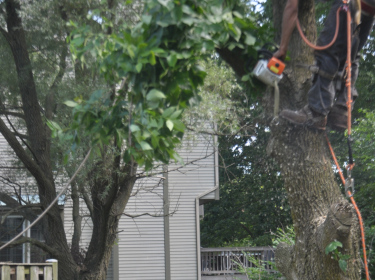 Licensed Tree Removal Services in Maryland and DC | Ed's Tree Service
