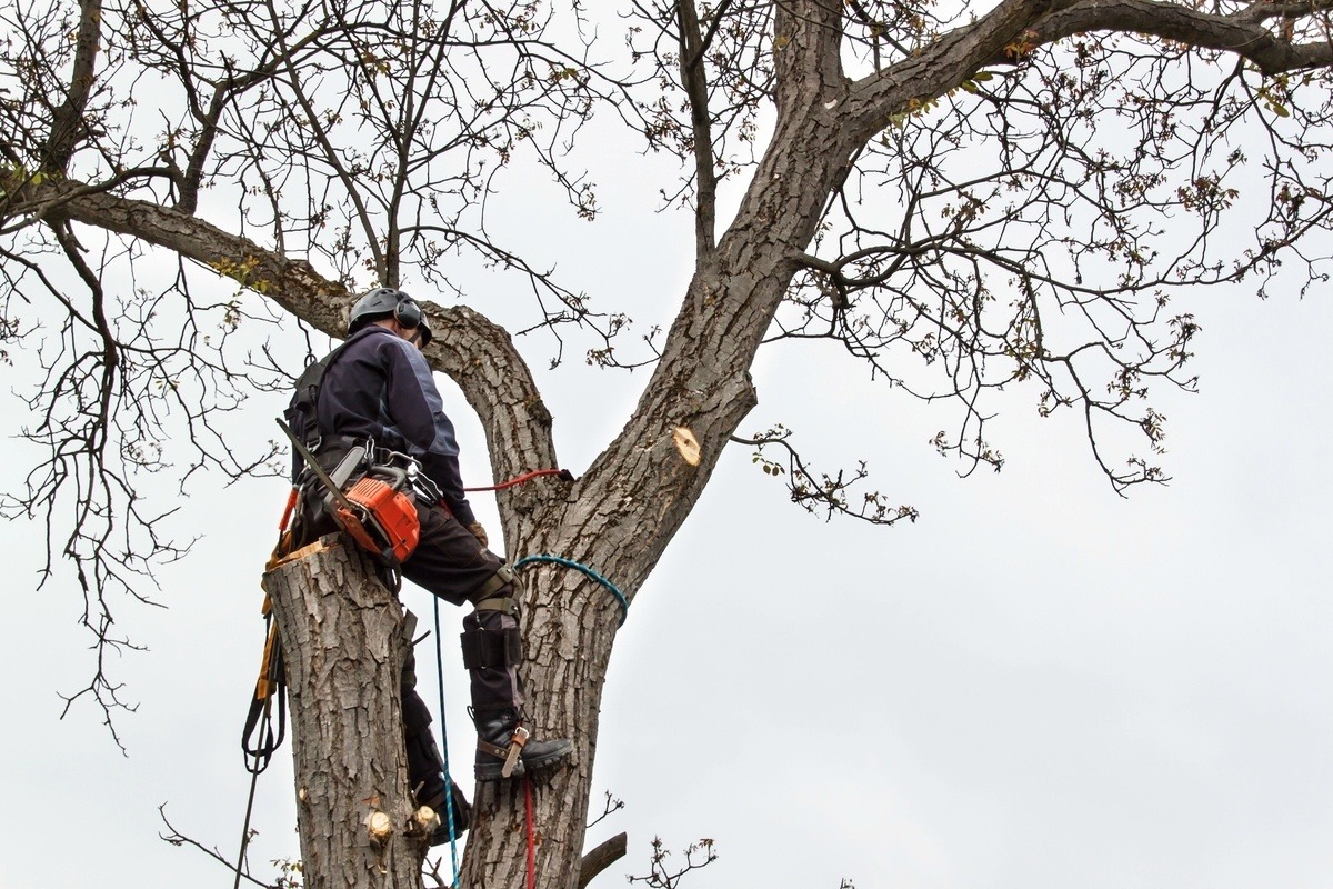 Tree Pruning Bethesda for the Spring Leaf Drop | Ed's Tree Service