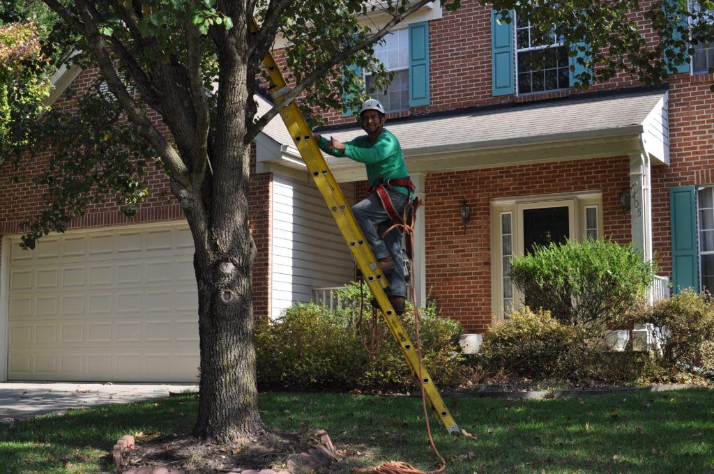 Rockville Tree Trimming Ed's Tree Service