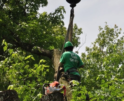The Season for Tree Trimming in Beltsville, MD is Almost Here - Ed's ...