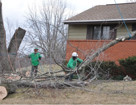 Tree Removal Experts Who Can Get The Job Done Safely - Ed's Tree Service